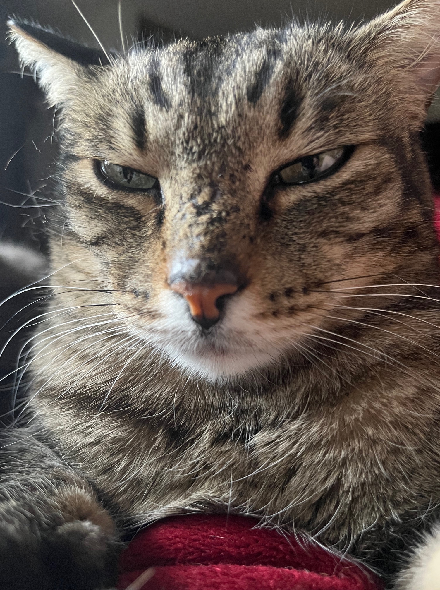 Observe This Cat: DeeJAY – HumanSynth.Blog
