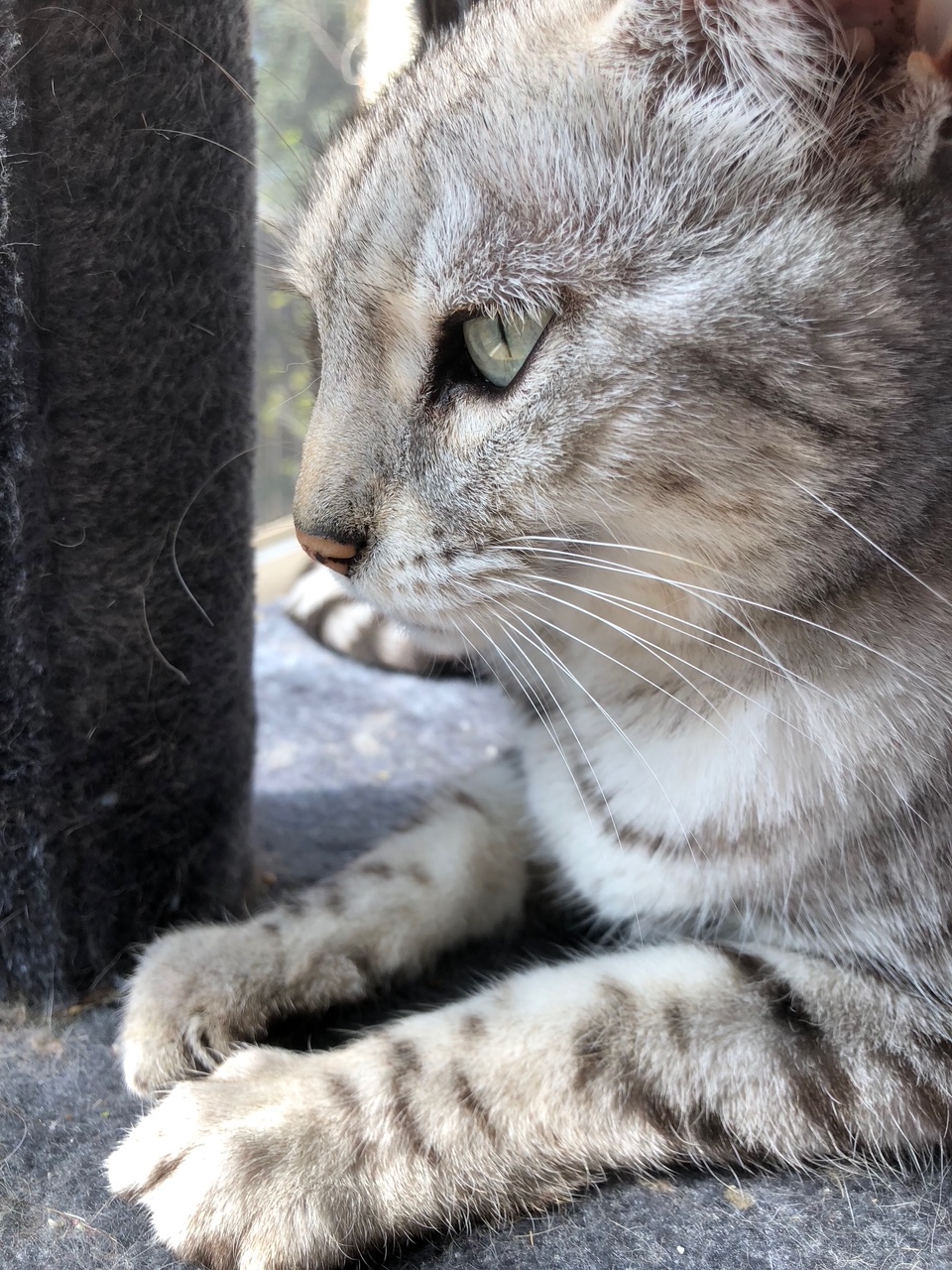 Observe This Cat: Phoebe – HumanSynth.Blog